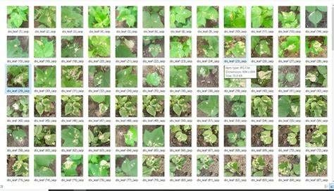 Cotton Plant Disease Detection Using Machine Learning ~ Image