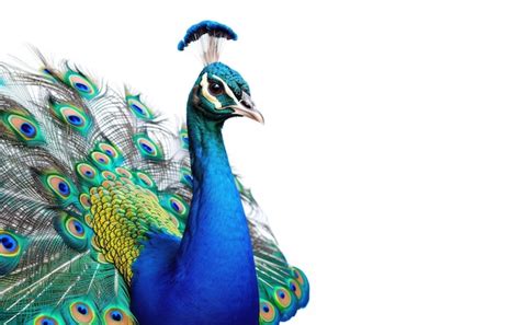 Premium Photo Peacock Portrait Majestic Bird On White Background