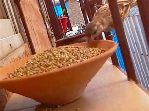 Motion Detection Video Captured Email Alert Using Raspberry Pi 4