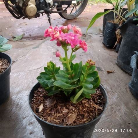 Jual Pohon Bunga Cocor Bebek Shopee Indonesia