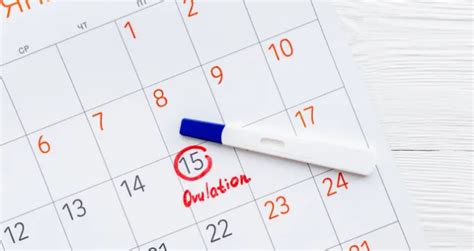 How Long Does Ovulation Last Every Month Always South Africa