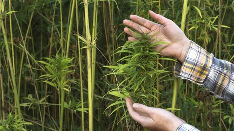 Nc State Hemp Research Gets Underway College Of Agriculture And Life
