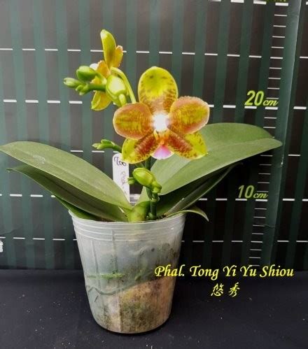 Phal. Tong Yi Yu Shiou (Орхідея, Підлітки фаленопсисів (роздрібні ціни ...