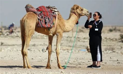 Alerta En Qatar Por El Letal Virus Del Camello De Qué Se Trata Y