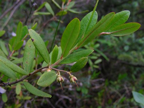 Chamaedaphne Calyculata