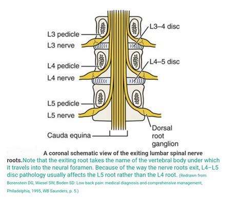 l5 neural foramen