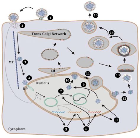 Replication Cycle Of Herpesviruses ① Cell Attachment ② Penetration ③