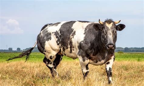 How To Tell If Cattle Are Cows Bulls Heifers Or Steers With
