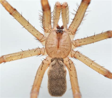 Kukulcania Hibernalis Bugguidenet