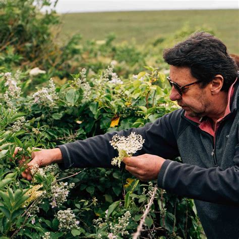 The Art Of Foraging Discovering Wild Foods On Outdoor Adventures