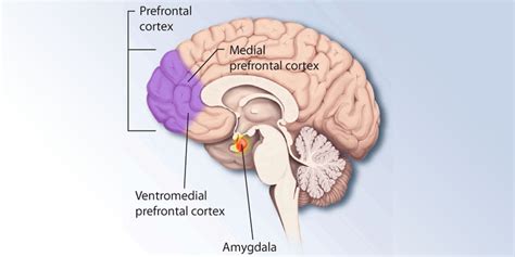 Study Suggests That Prefrontal Cortex Damage Can Have A Paradoxical