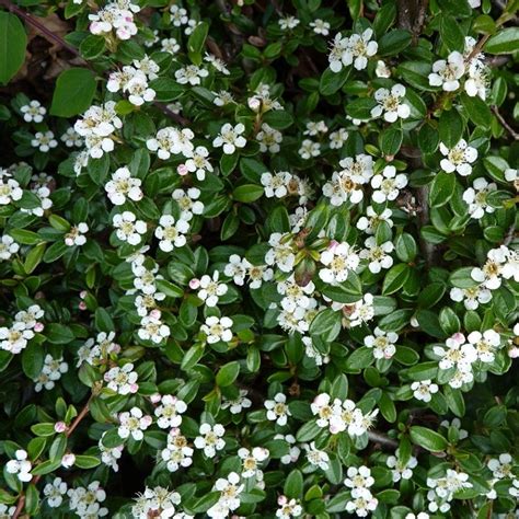 Cotoneaster Dam Major 5l 80cm Stem Kellys Nursery