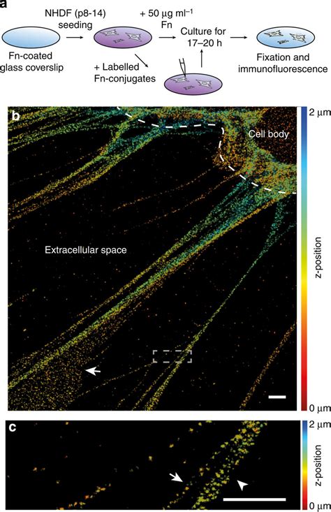 Fibronectin Extracellular Matrix Assembled By Fibroblasts In Cell