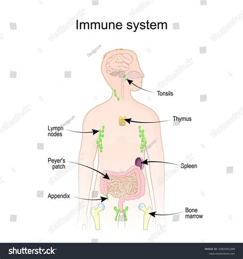 Thousand Organs Immune System Royalty Free Images Stock Photos Pictures Shutterstock
