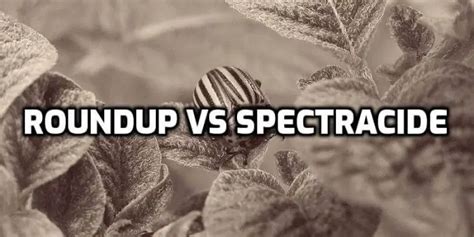 Best Roach Killer Best Roach Killer On The Market