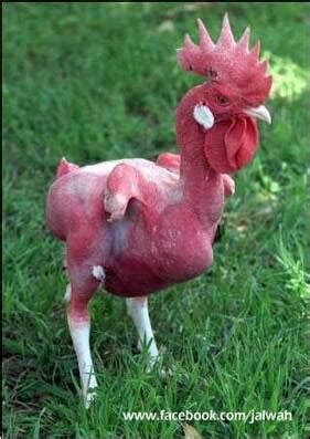 Featherless Naked Chicken Breed Facts Chicken Heaven On Earth