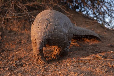 Pangolins Conservation On All Scales