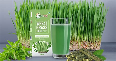 What Is Wheat Grass And What Are Its Health Benefits Nutriorg