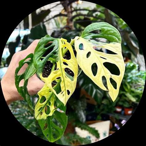 Buy Monstera Cream Cheese Variegated Swiss Cheese Plant