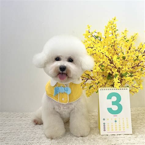 비숑미용 3월은 숑숑이들의 날인가봐요💛🤍 네이버 블로그