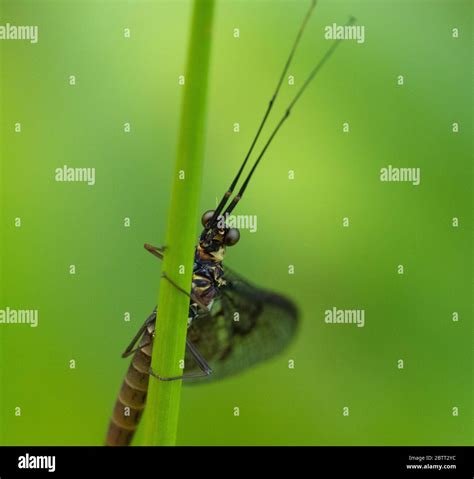 Green Drake Mayfly Ephemera Danica Male In Spring With Greengrass Field