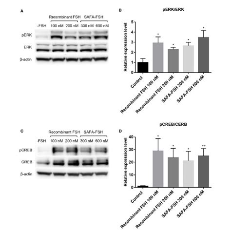 Protein Expression For Recombinant Follicle Stimulating Hormone Fsh