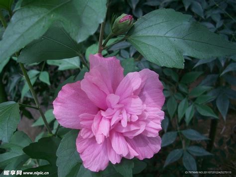 野芙蓉摄影图花草生物世界摄影图库昵图网
