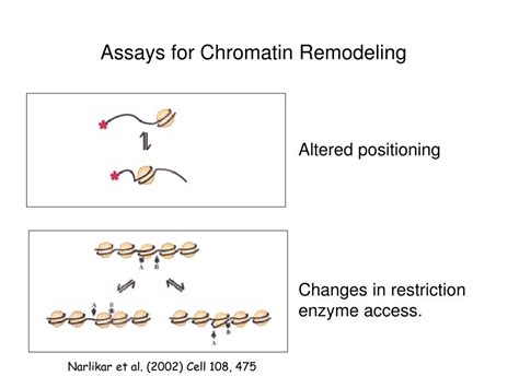 Ppt Chromatin Remodeling Powerpoint Presentation Free Download Id