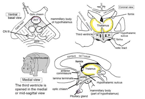 Hypothalamus Neuroanatomy Flashcards Quizlet