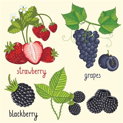Premium Vector Fresh Berries Mix Isolated Vector Illustration