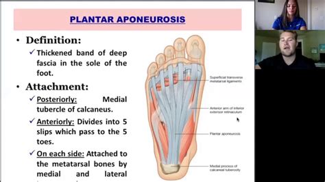 Muscle Monday Plantar Aponeurosis Youtube