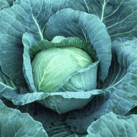 Cabbage Seeds Blue Lagoon Variety Cabbage Seeds Non Gmo 50 Seeds