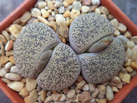 Lithops Lesliei Var Venteri World Of Succulents