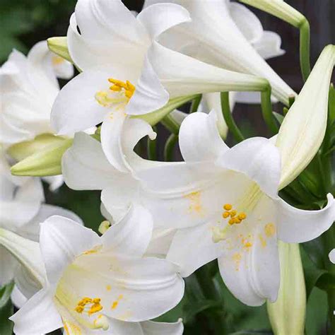 Lis Les Serres Du Mélantois