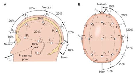 The 1020 System In Eeg Mapping Brainwaves With Precision Dr T