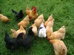 How To Integrate Your Chicken Flock The Easy Way Backyard Chickens