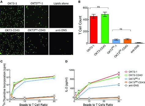 T Cell Activation By Anti Cd3 Scfv Tethered To Lipid Bilayer Coated