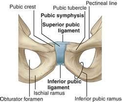 Which Type Of Cartilage Forms The Symphysis Pubis