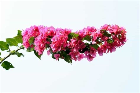 Imagen Gratis Rosa Blanca Pétalos Flores Silvestres Horticultura