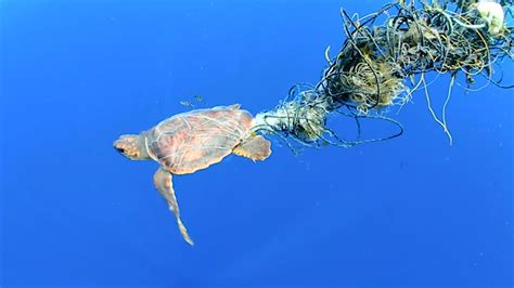 Long Term Effects Of The Great Pacific Garbage Patch At Toby Wise Blog