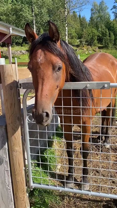 Kit Is Best Boy Scrolller