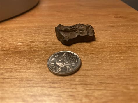 Please Help Identify R Fossils