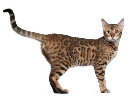 ヒョウ柄の猫の放つ魅力 ねこちゃんホンポ