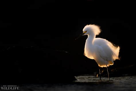 Snowy Glow — Ray Hennessy Wildlife