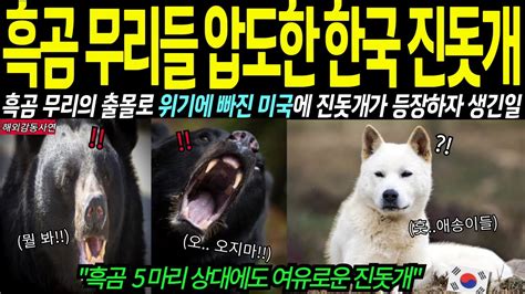 해외감동사연 미국을 지킨 한국 진돗개 예상치 못한 충격적인 결과에 전 세계가 깜짝 미국의 충격 반응 Youtube