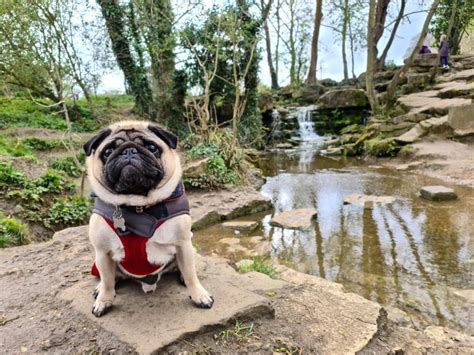 Percy Pug Home Facebook
