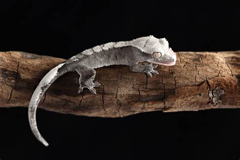 Visual Axanthic Crested Gecko By Fringemorphs Morphmarket