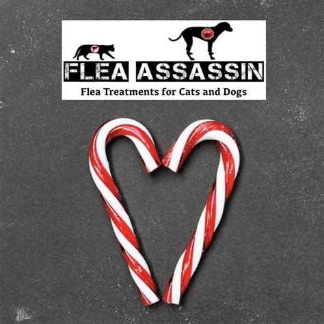 Flea Assassin Home