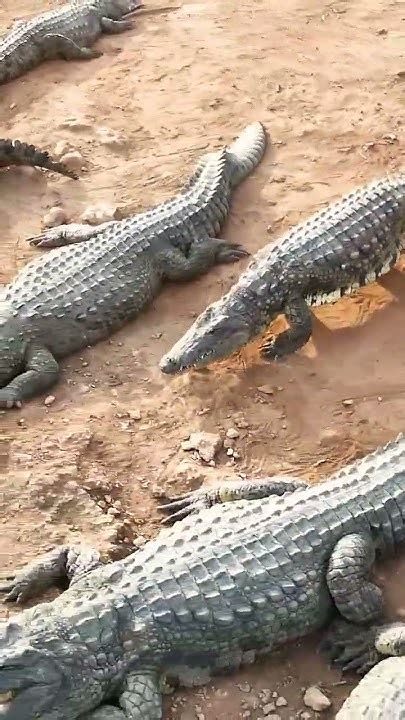 חוות התנינים בבקעת הירדן צילום אליהו ביטון Youtube