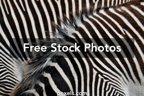 Zebra Stripes Close Up Photos Download The Best Free Zebra Stripes